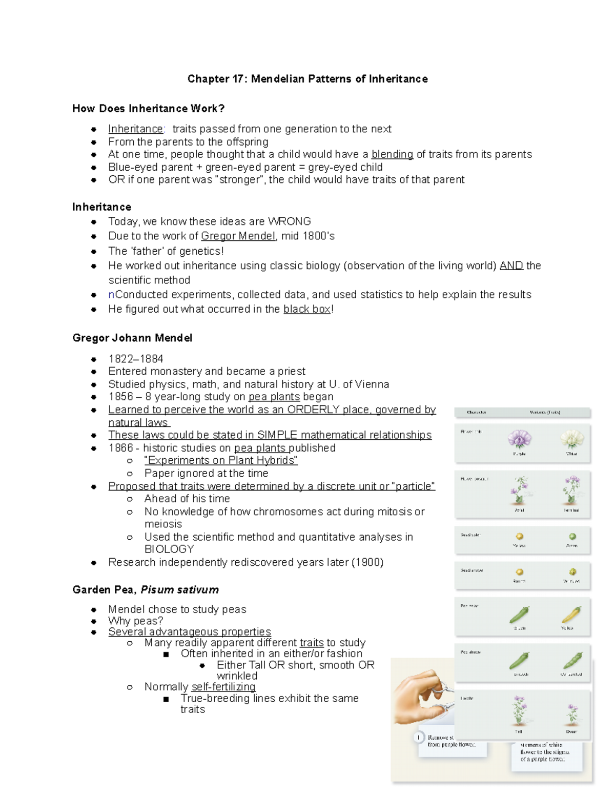 BIO 1200 Chapter 17 Notes - Chapter 17: Mendelian Patterns of ...