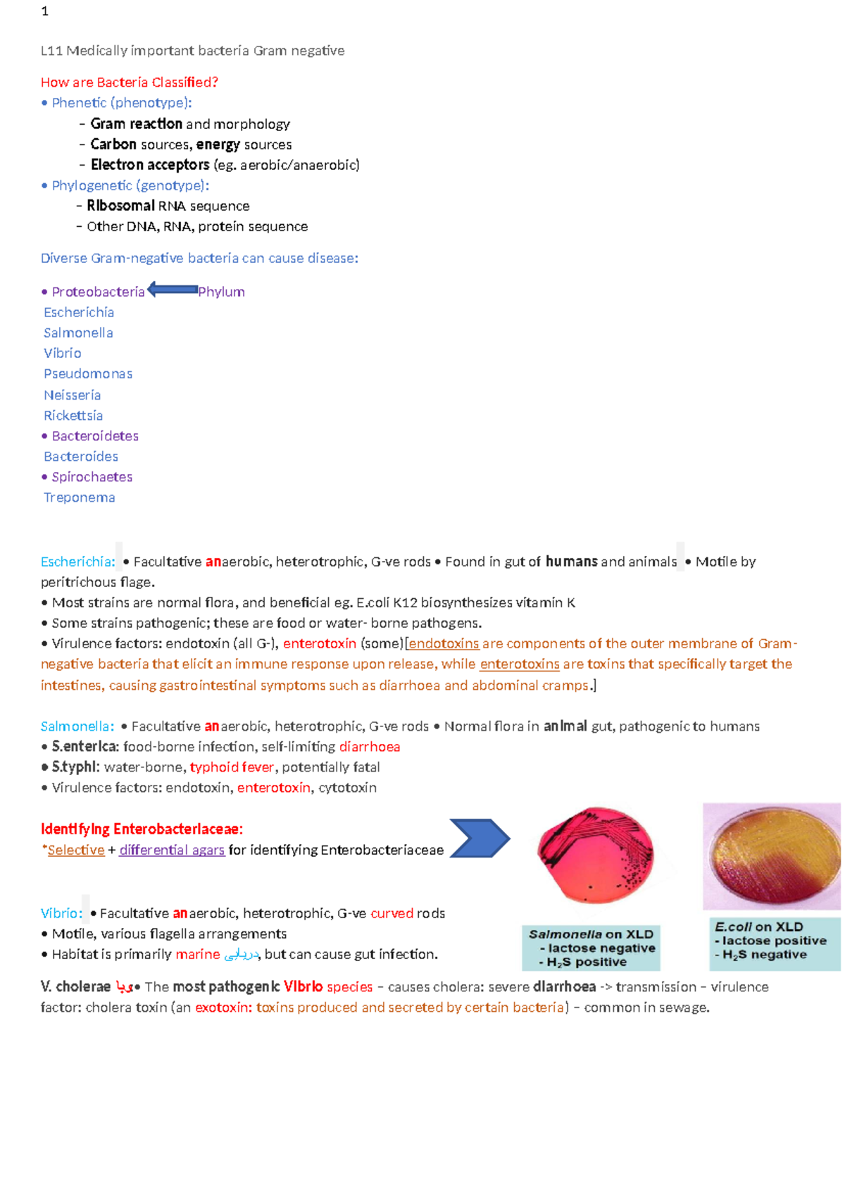 L11 Medically Important Gram-Negative Bacteria: Classification ...