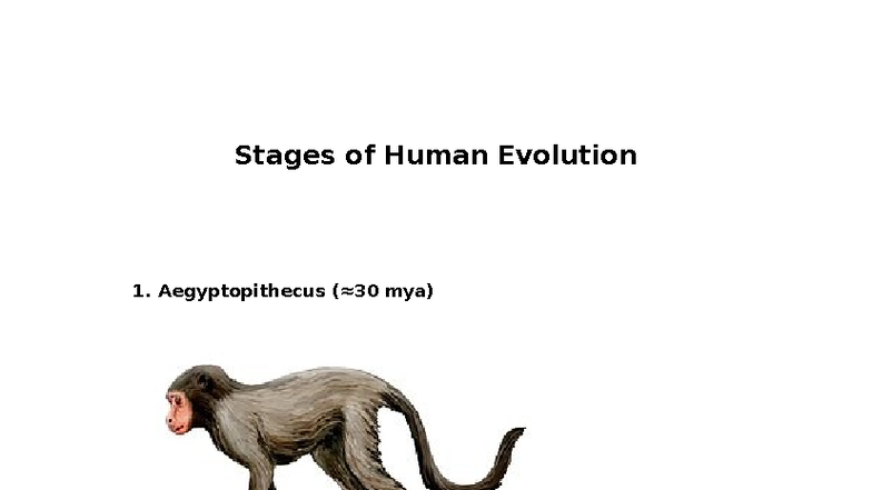 Stages of Human Evolution: Key Ancestors and Their Traits - Studocu
