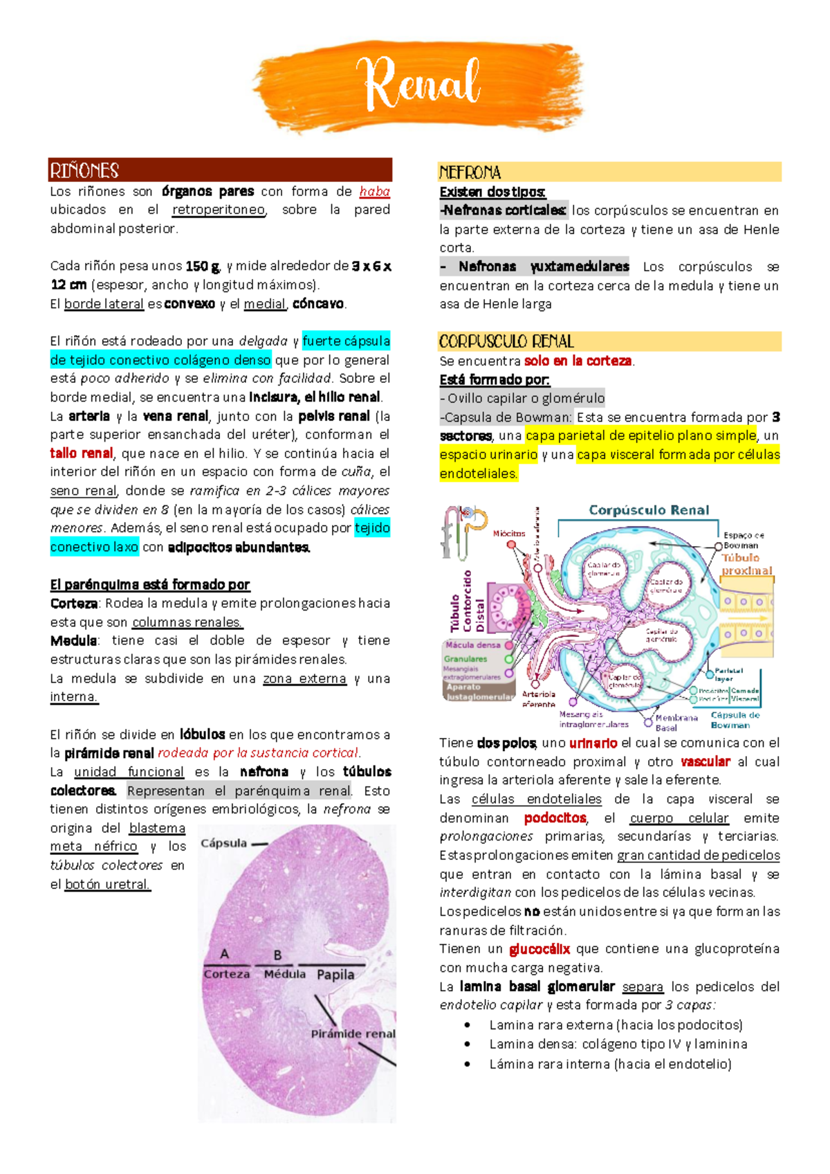 3 Histo Renal - { RIÑONES Los riñones son órganos pares con forma de ...
