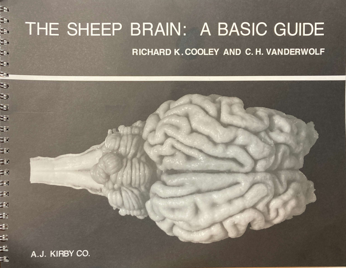 Sheep Brain Anatomy Overview & Guide: Study Insights - Studocu