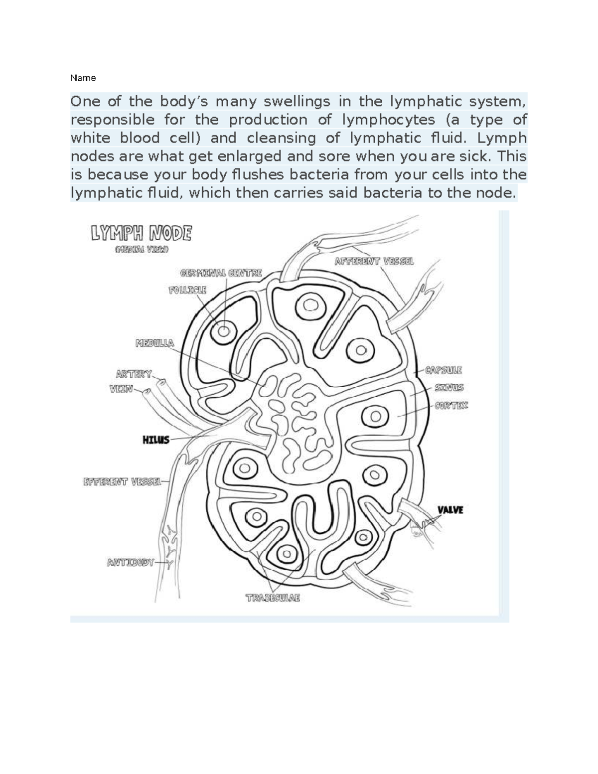 Lymp Node - Labelling - Name One of the body’s many swellings in the ...