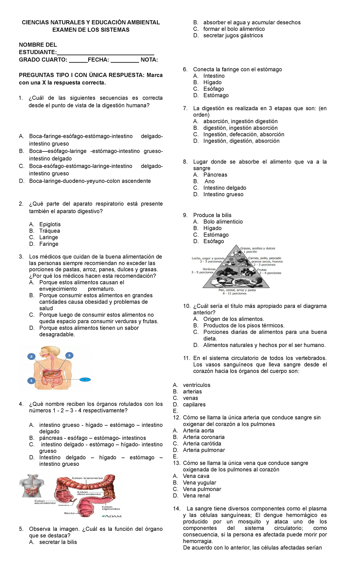 Examen de Sistemas Digestivo, Circulatorio y Respiratorio - Grado 4 ...