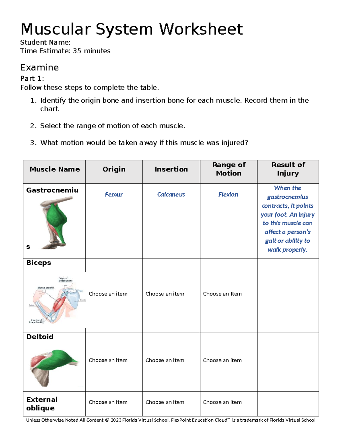 Muscular System Worksheet - Anatomy Study Guide (FLVS) - Studocu