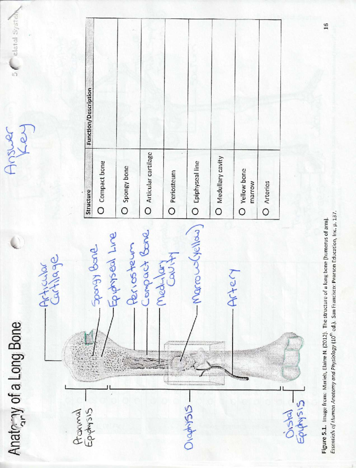 Anatomy of a Long Bone: Key Image Notes for Study - Studocu