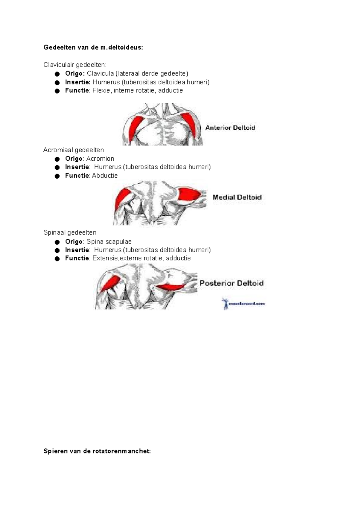 Spieren van het Bovenste Extremiteiten: Anatomie en Functies - Studeersnel