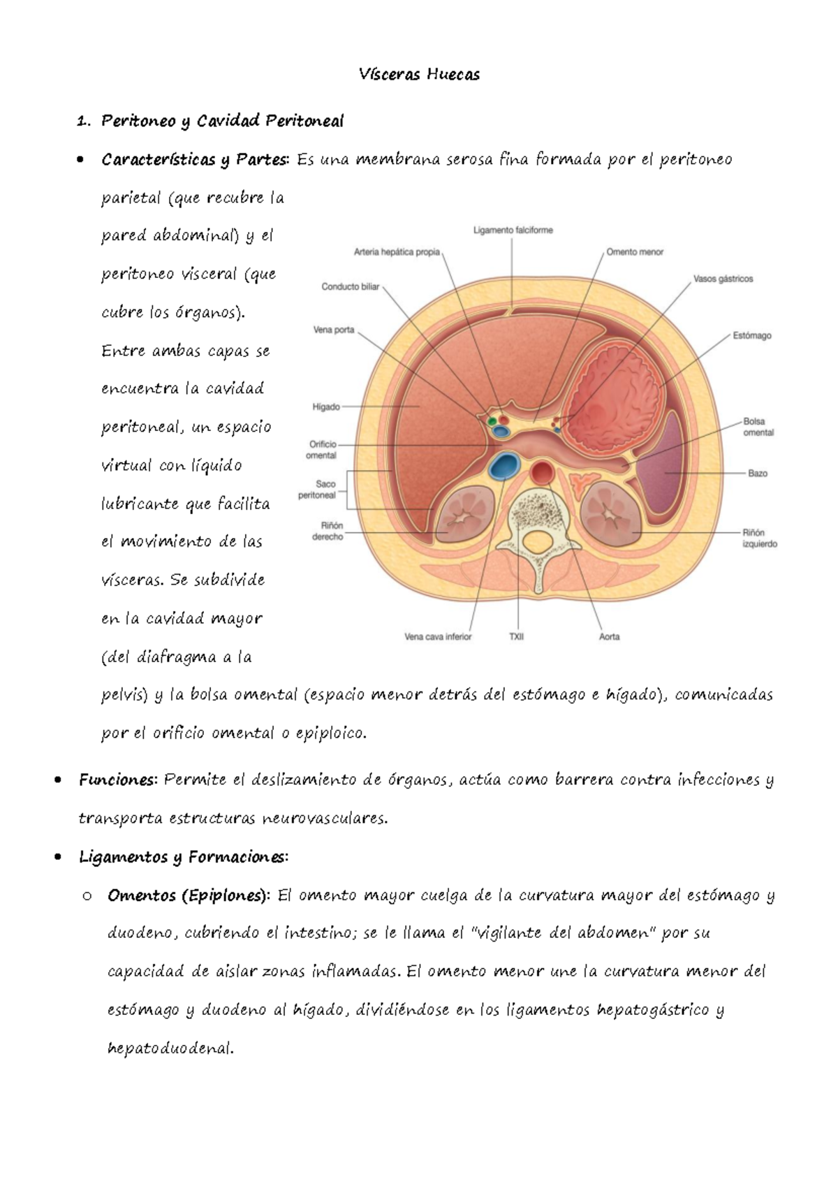 Anatomía de las Vísceras Huecas: Peritoneo y Órganos Abdominales - Studocu