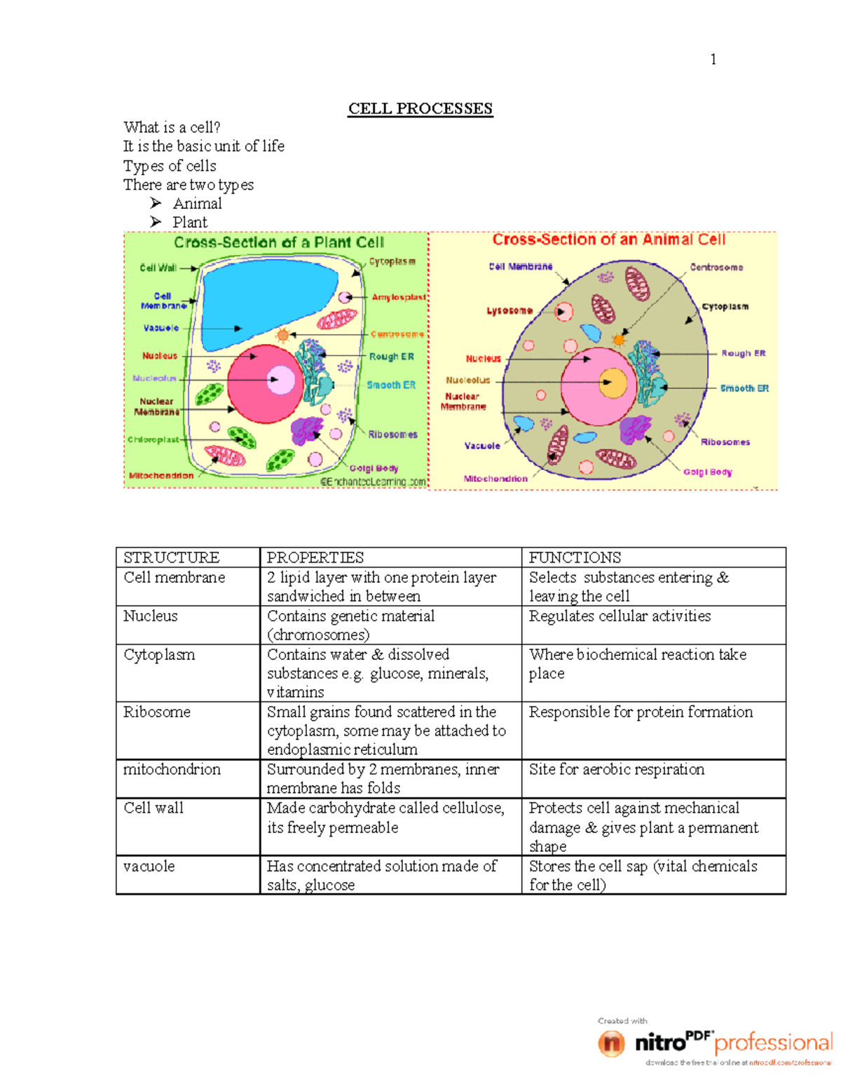 CELL Processes: Understanding Structure, Function, and Transport Mechanisms - Studocu