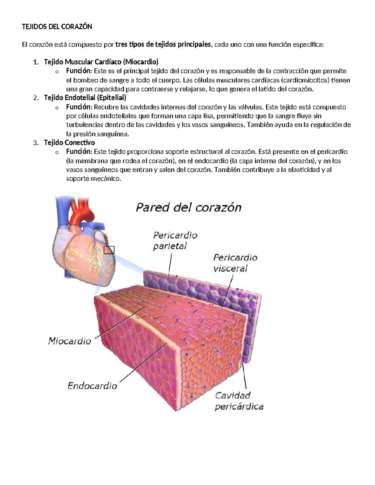 Tejidos DEL Corazón - TEJIDOS DEL CORAZÓN El corazón está compuesto por ...