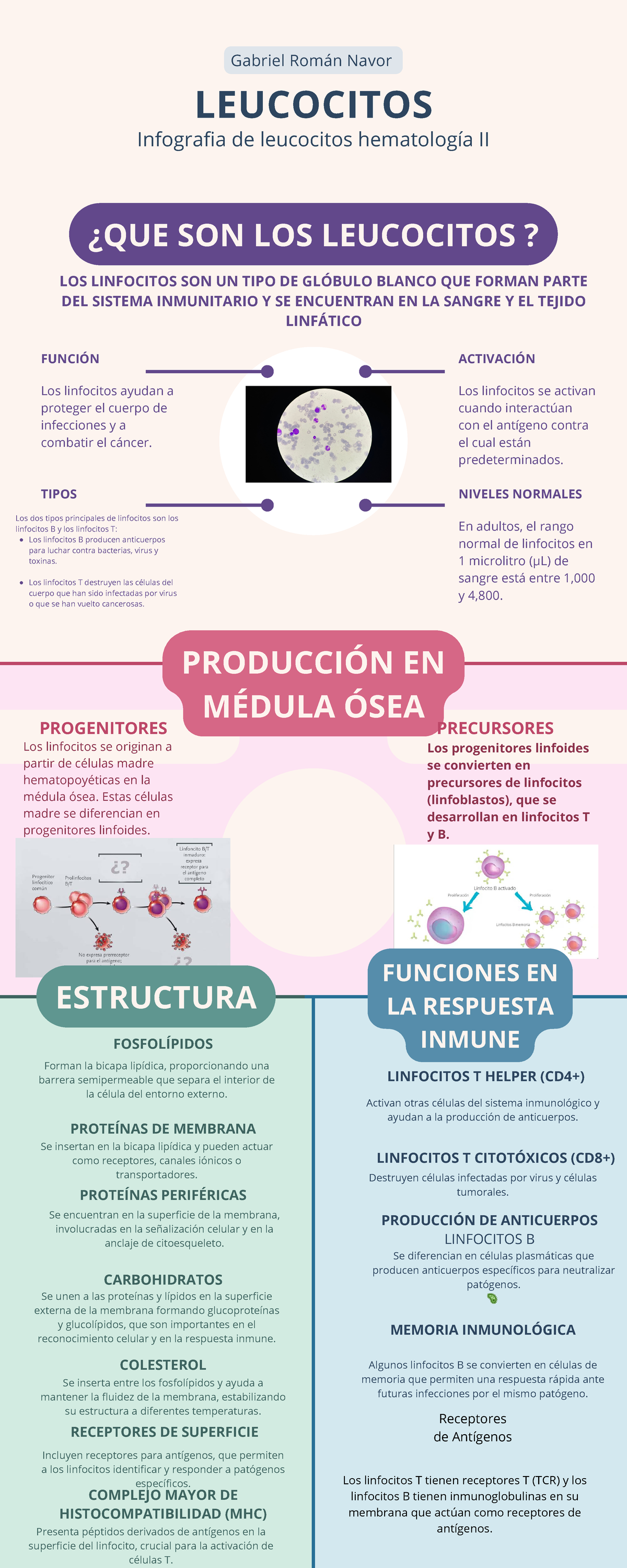 Leucocitos - Tarea 1 - FUNCIÓN ACTIVACIÓN TIPOS NIVELES NORMALES ¿QUE ...