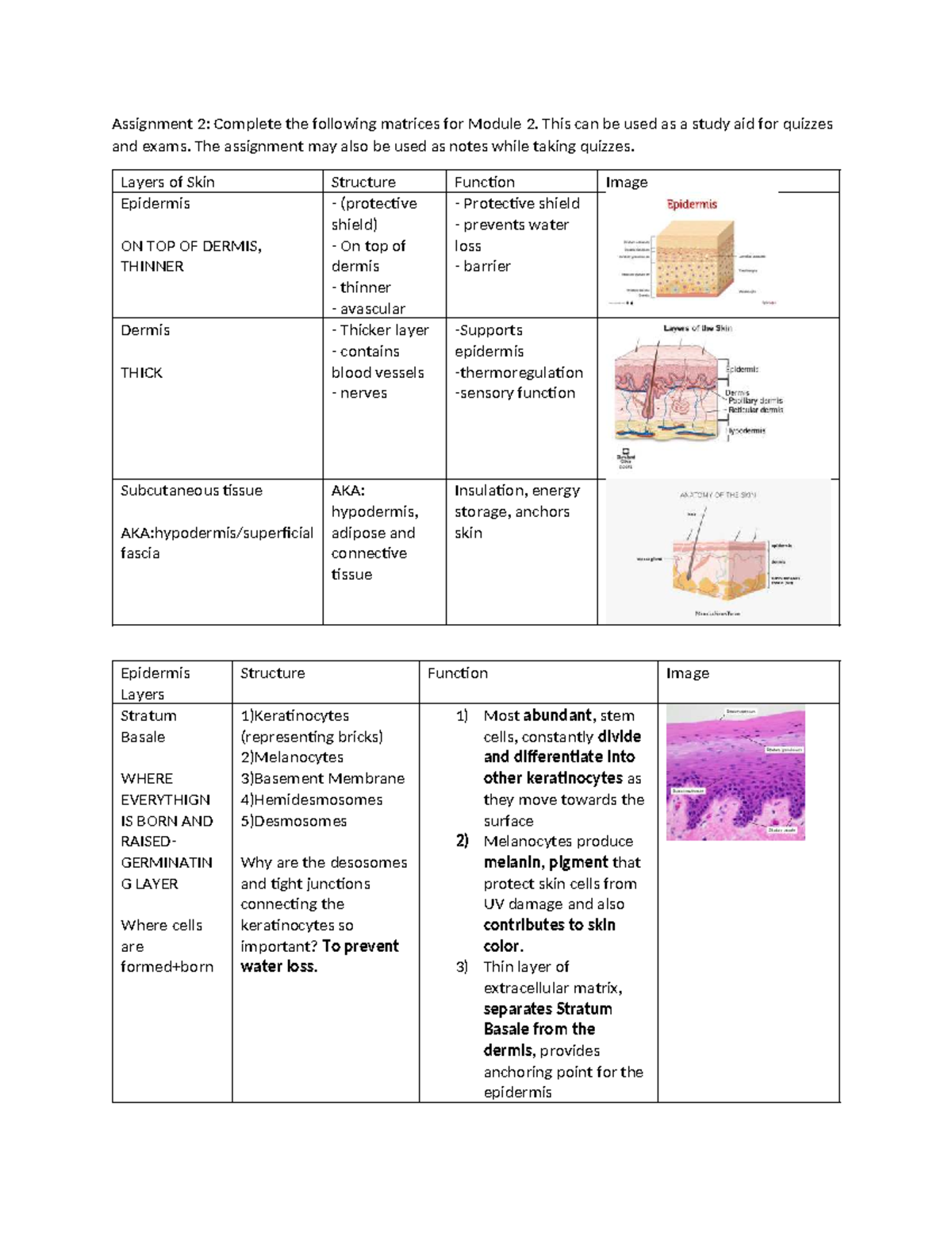 Skin Structure and Function Overview: Epidermis & Dermis Insights ...