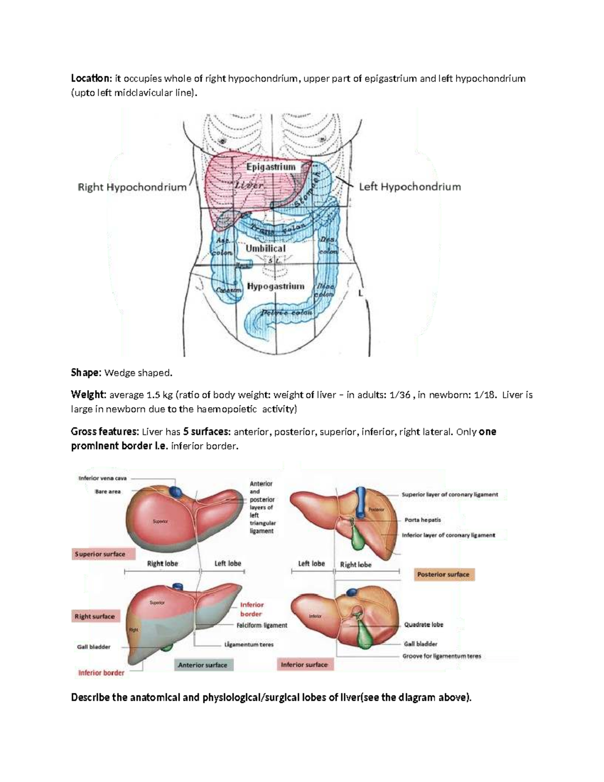 Liver anatomy and physiology: A comprehensive revision guide - Studocu