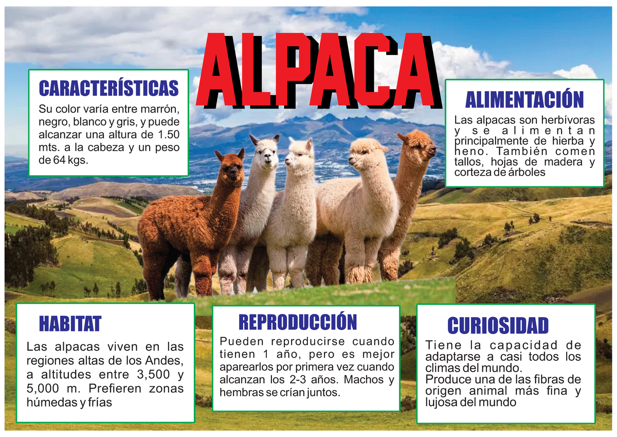 Características y Hábitat de las Alpacas: Alimentación y Reproducción ...