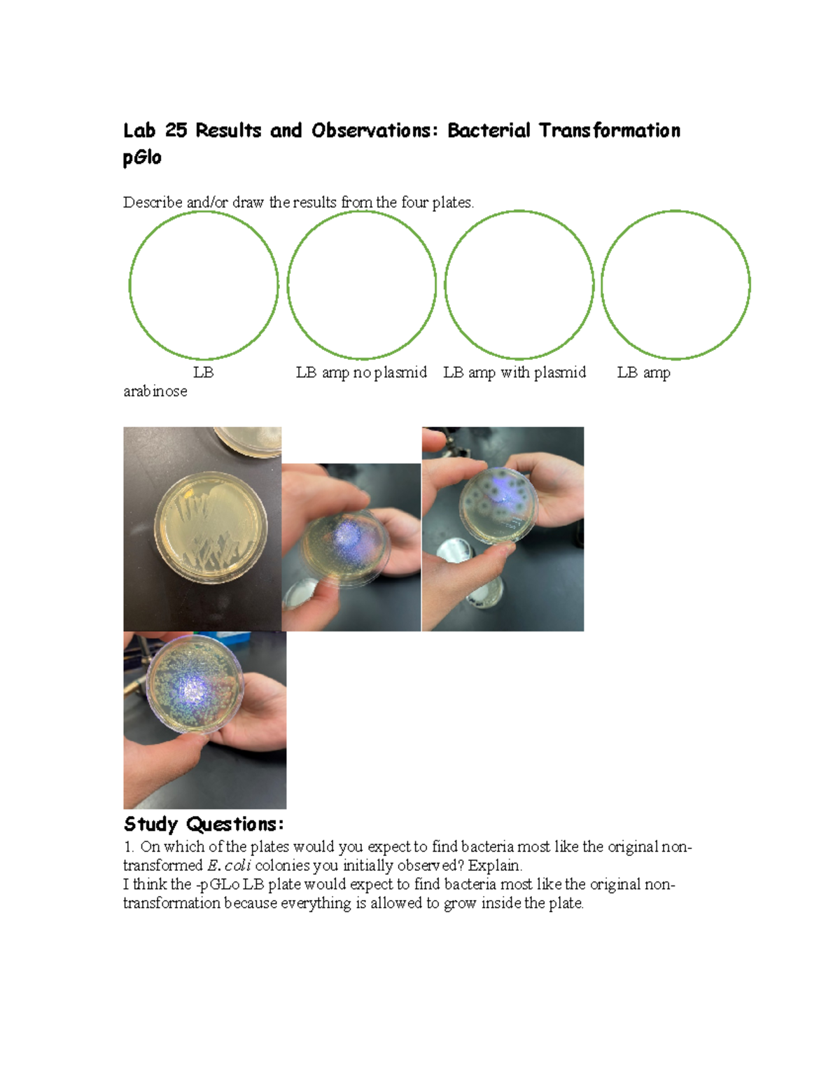 Lab 25: Bacterial Transformation Results & Study Questions pGlo - Studocu