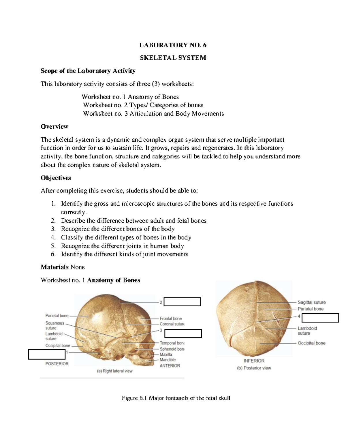 Laboratory Activity 6: Comprehensive Study of the Skeletal System - Studocu
