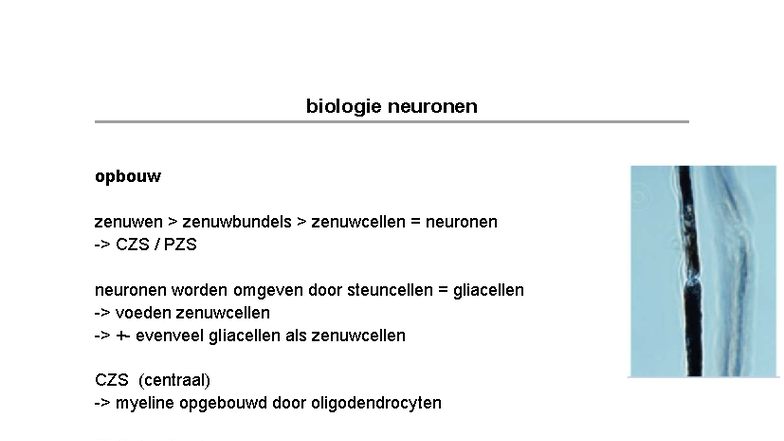 Biologie Neuronen: Opbouw en Functie van Zenuwcellen (CZS/PZS) - Studocu
