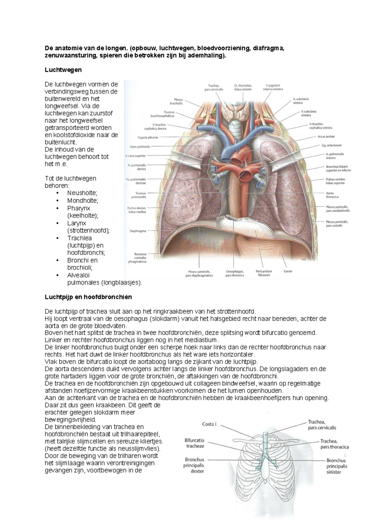 Endorotatie en Extensie Heup: Artrogeen & Myogeen Oefeningen - Studeersnel
