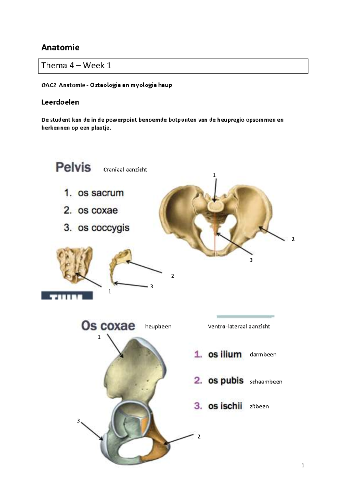 Anatomie OAC2 Leerdoelen Week 1-6: Osteologie en Myologie Heup en Knie ...