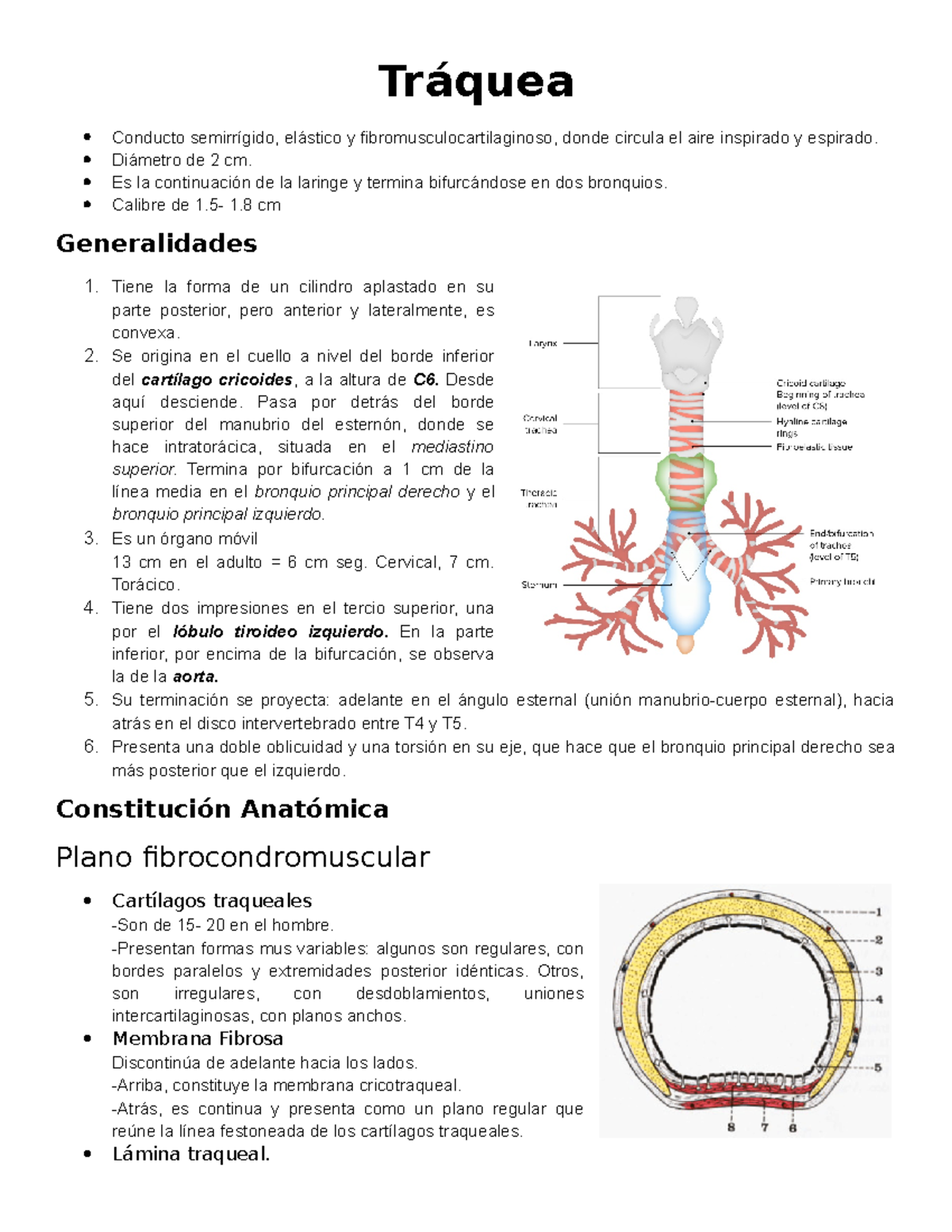 Resumen de la Tráquea: Anatomía y Relaciones - Estudio Docente - Studocu