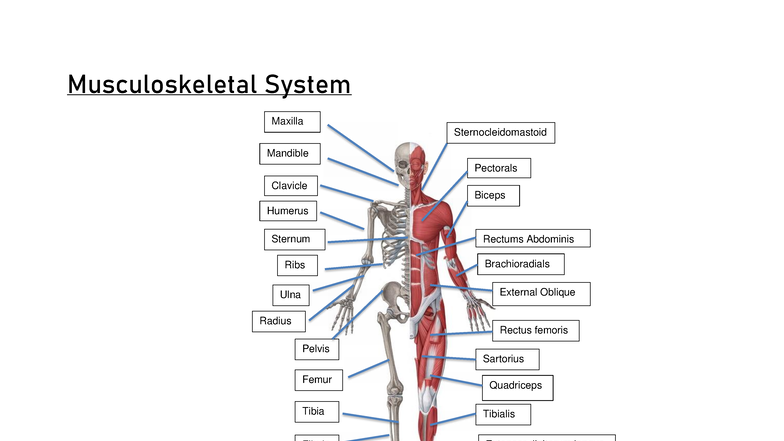 Musculoskeletal System Overview: Functions & Anatomy Insights - Studocu
