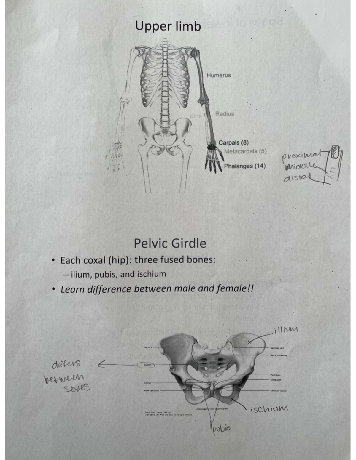 Anatomy of the Upper Limb and Pelvic Girdle: Key Insights - Studocu