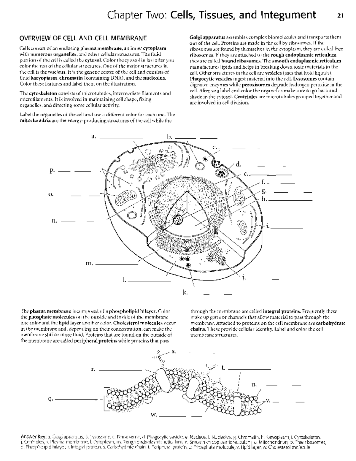 Chapter 2 Manual: Cells, Tissues, and Integument Overview - Studocu