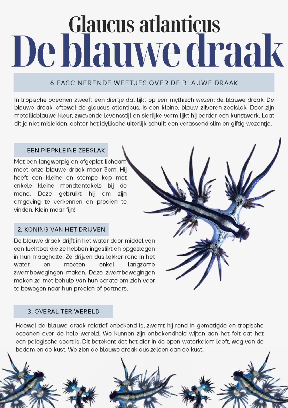 6 Fascinerende Weetjes over Glaucus atlanticus - Studocu