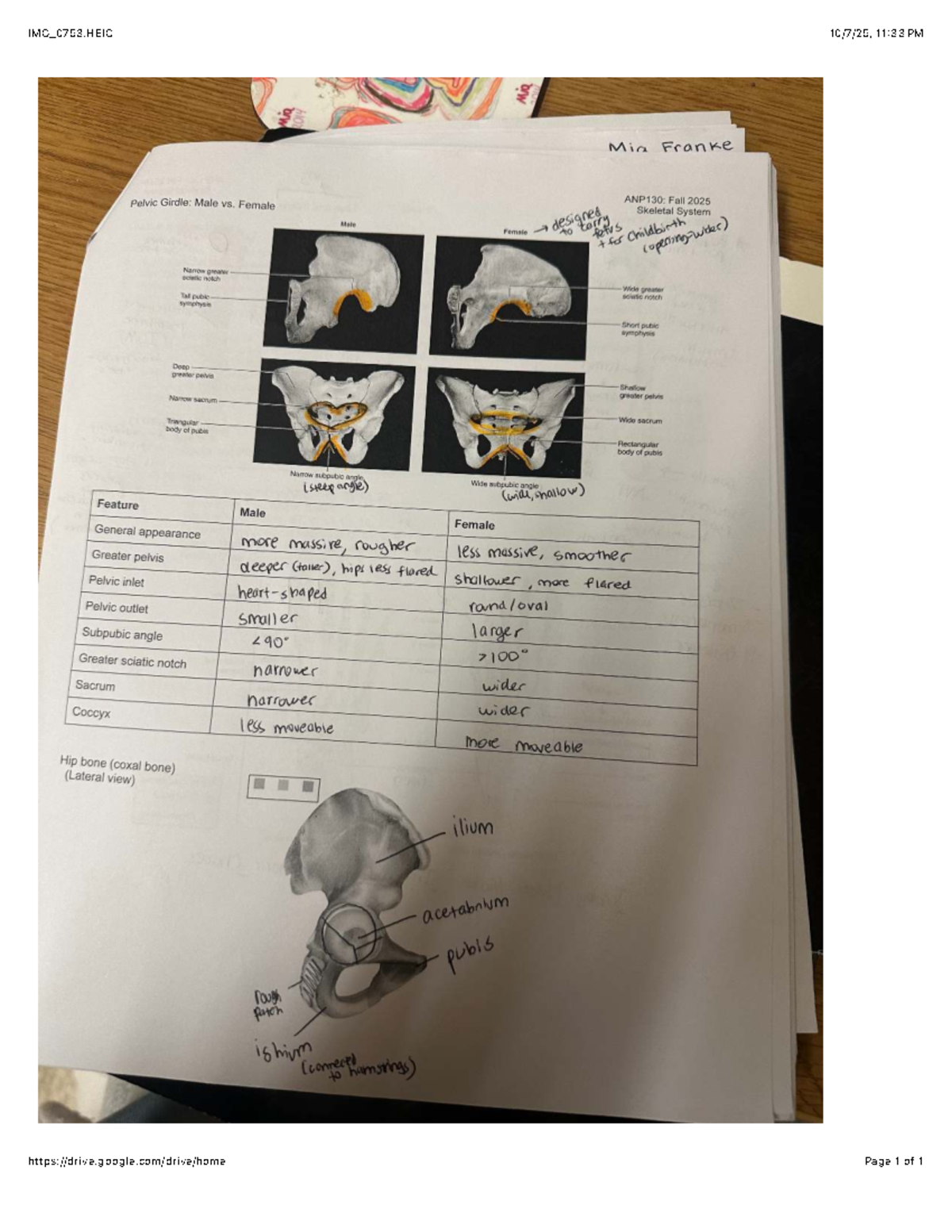 ANP130: Fall 2025 Pelvic Girdle Comparison - Male vs. Female - Studocu
