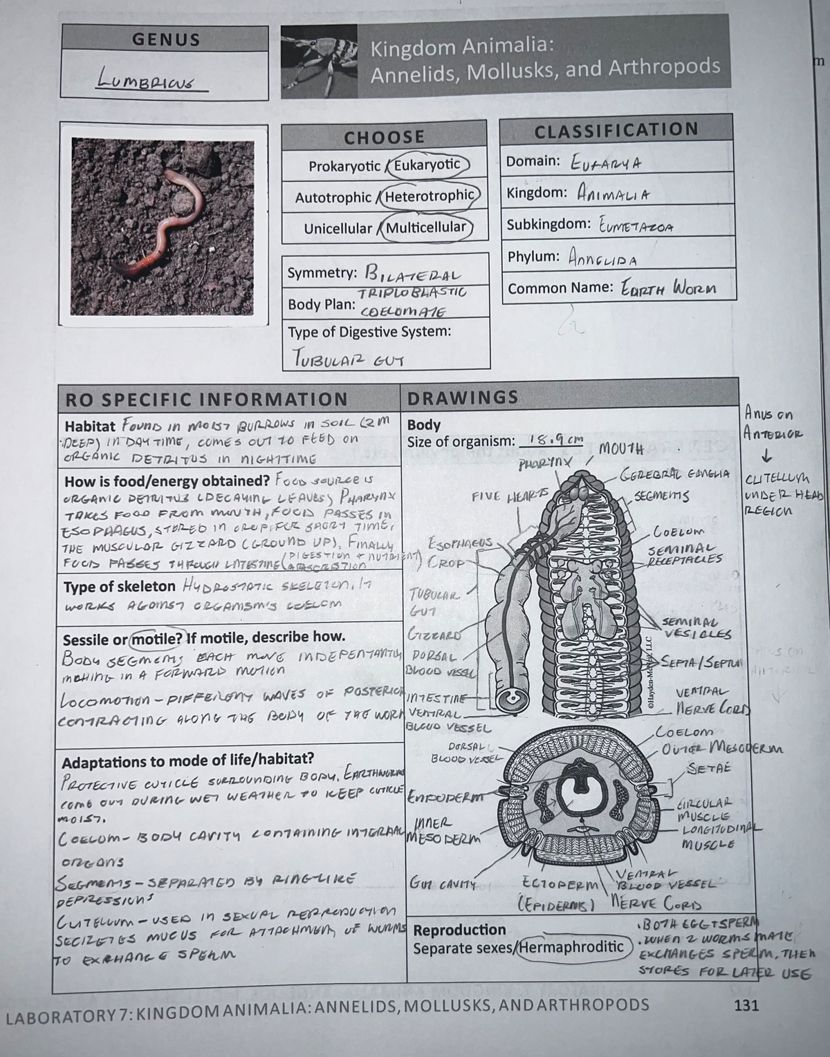 Lab6+7 - RO SHEET FOR LAB SECTION:6-7 - GENUS Kingdom Animalia ...