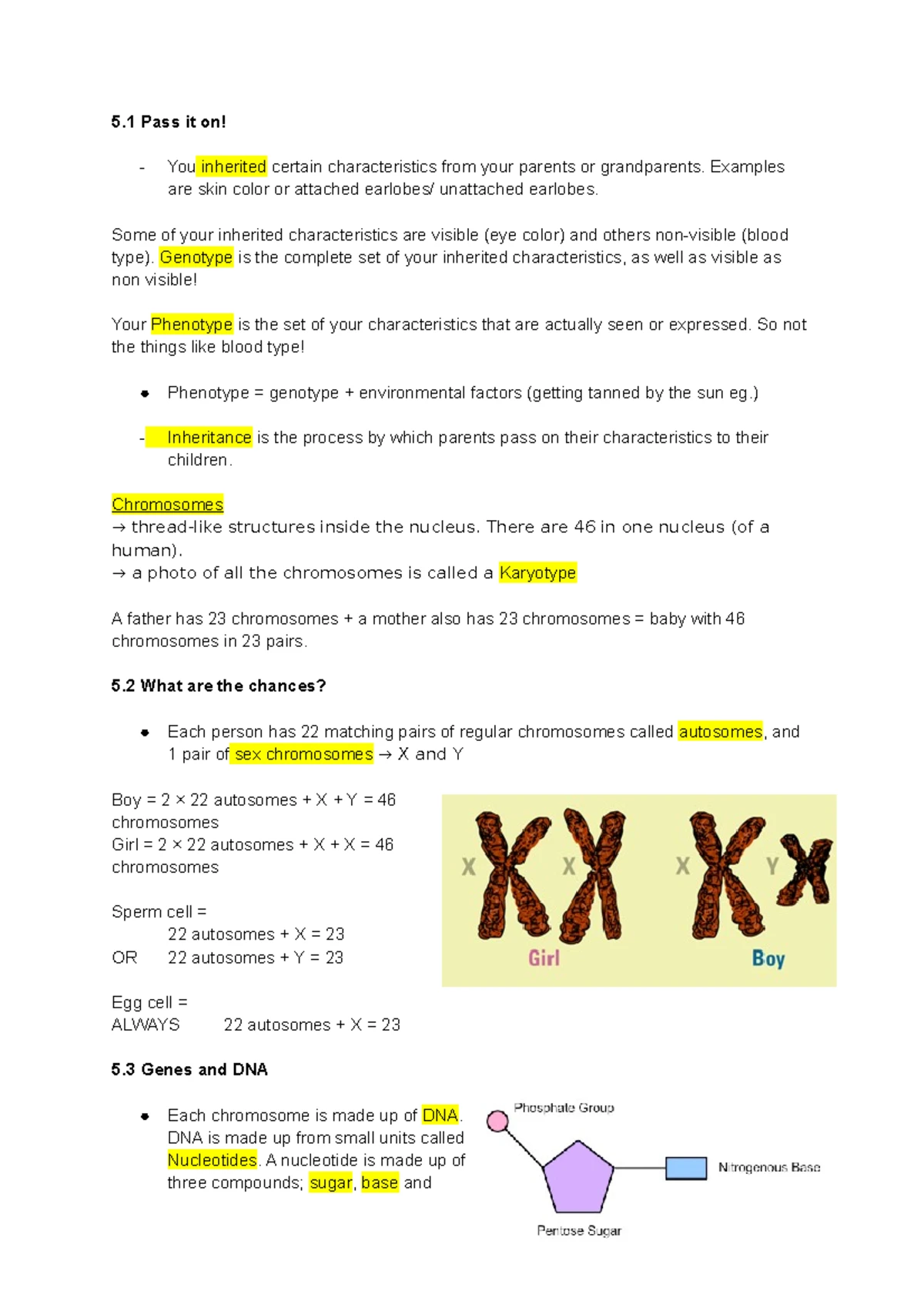 Biologie Samenvatting Hoofdstuk 5: Cellen, Chromosomen en Genetica ...