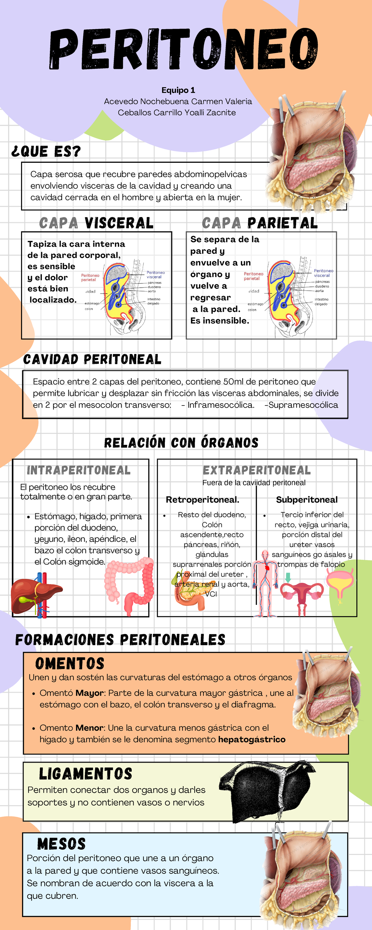 Infografía sobre el Peritoneo y su Anatomía (BIO101) - Studocu