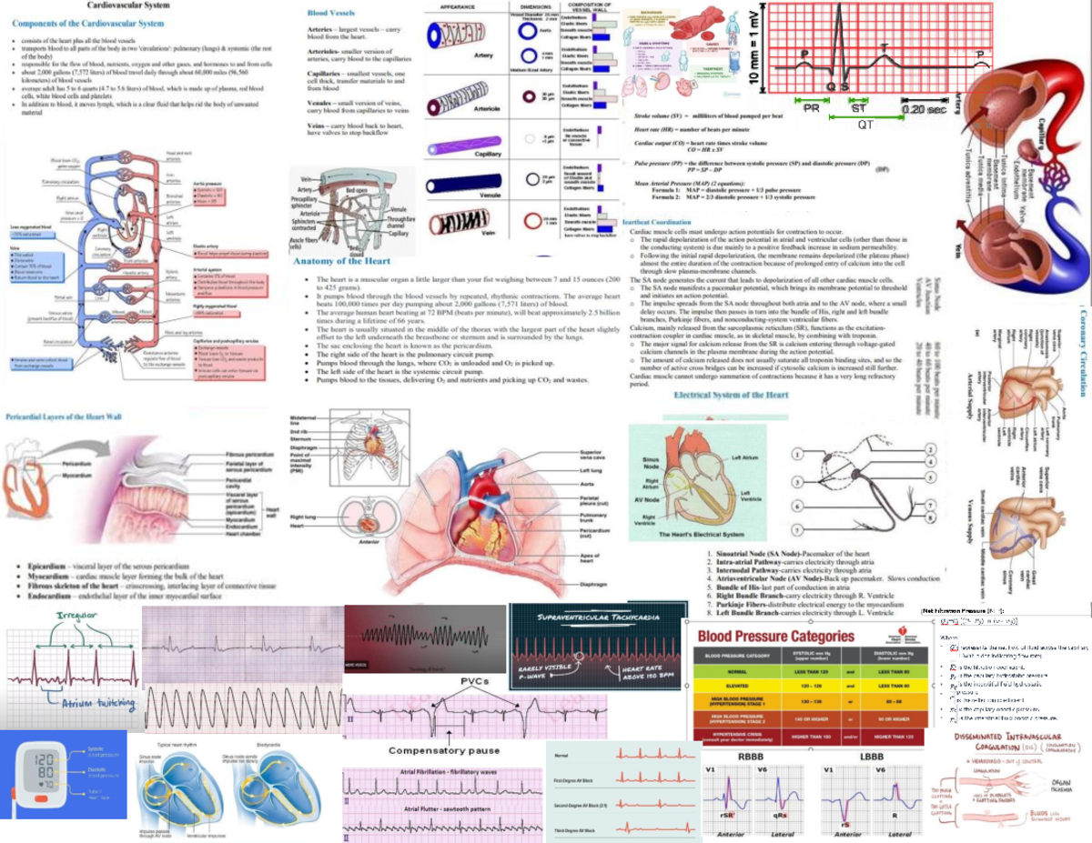 Anatomy Cheat Sheet: Cardiovascular System Overview and Key Components ...