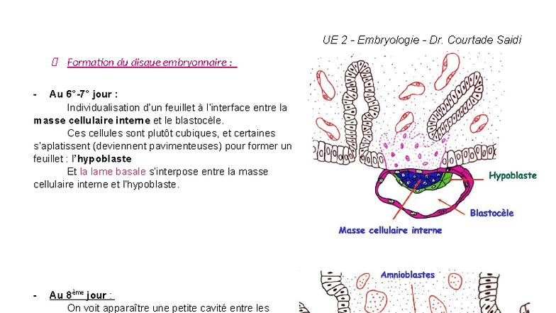 UE 2 Embryologie 2 - Cours Complet sur le Développement Embryonnaire ...