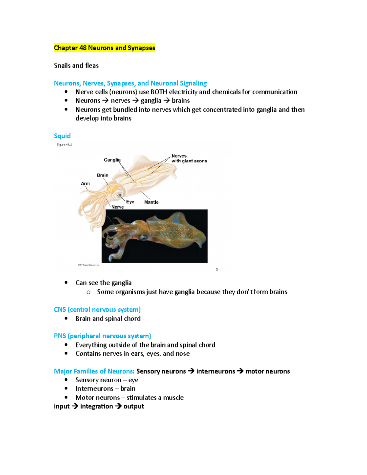 Biol1201 Licata Chapter 48: Neurons and Synapses Overview - Studocu