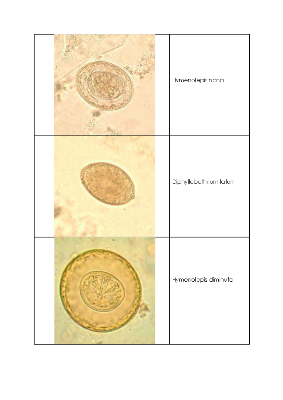 Cestodes: Characteristics, Life Cycle, and Morphology of Tapeworms ...