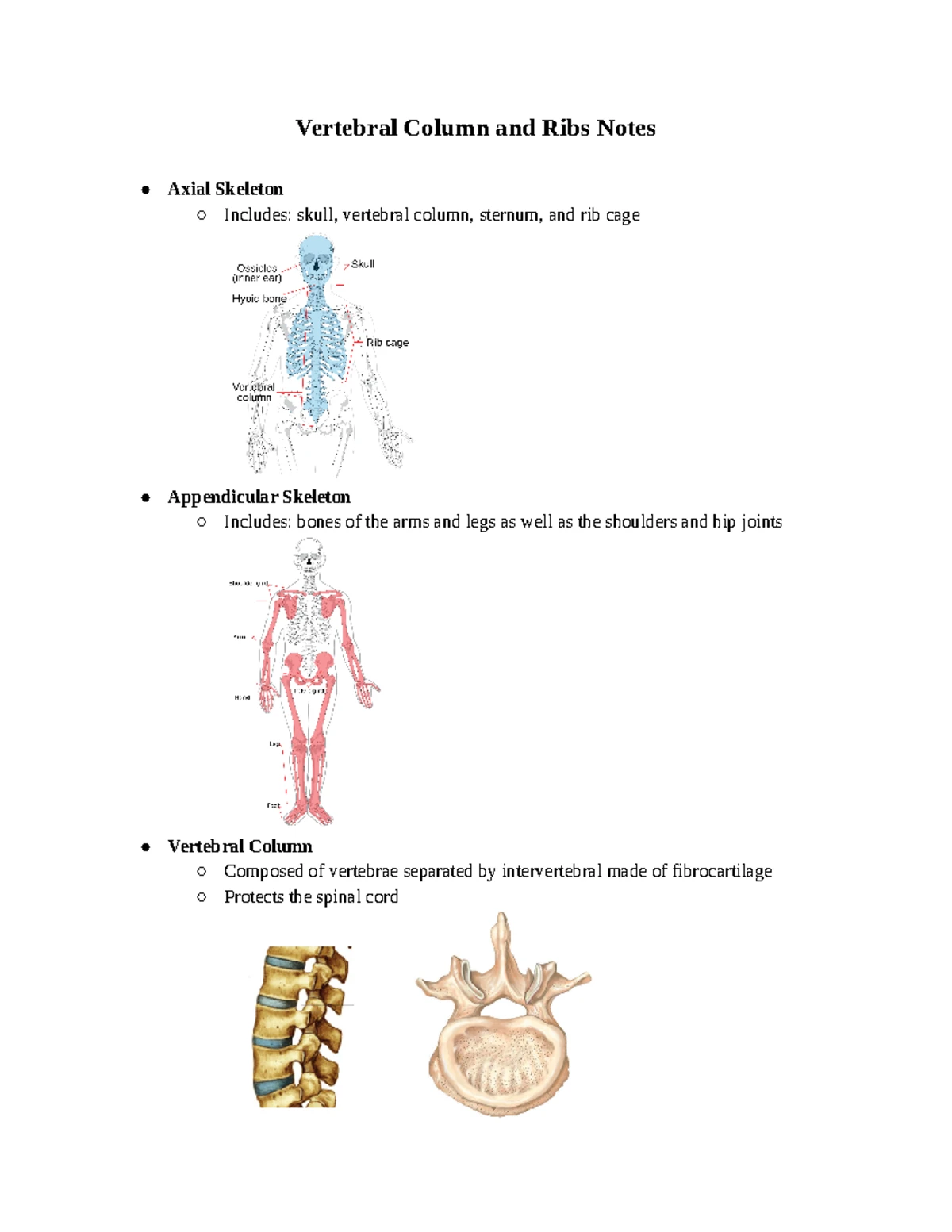 Suffix and Prefix Chart for Skeletal System - Suffix and Prefix Chart ...
