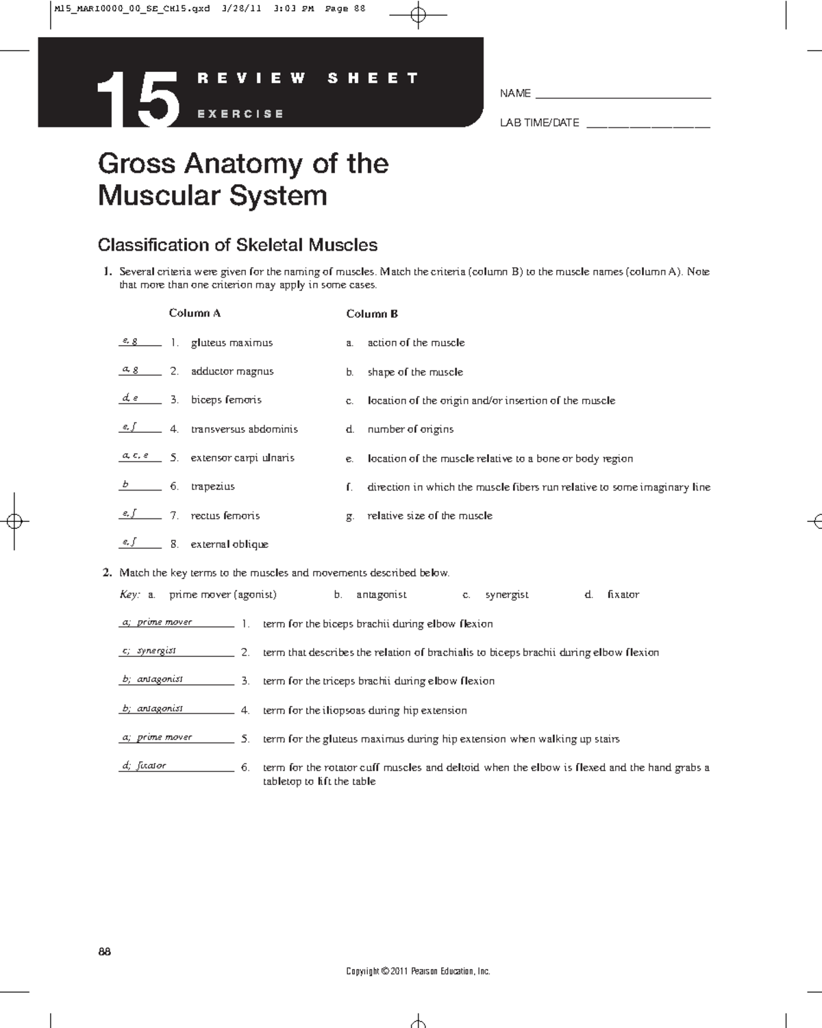Answers Lab 11: Skeletal Muscle Anatomy Review Guide - Studocu