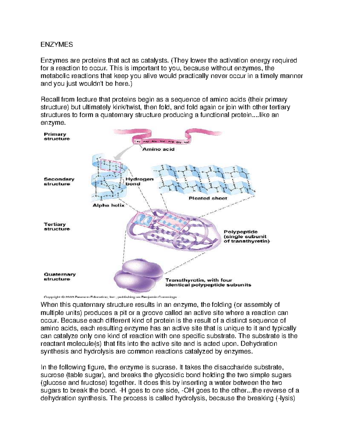 ENZ 101: Enzyme Functions and Structure - Key Insights and Concepts - Studocu
