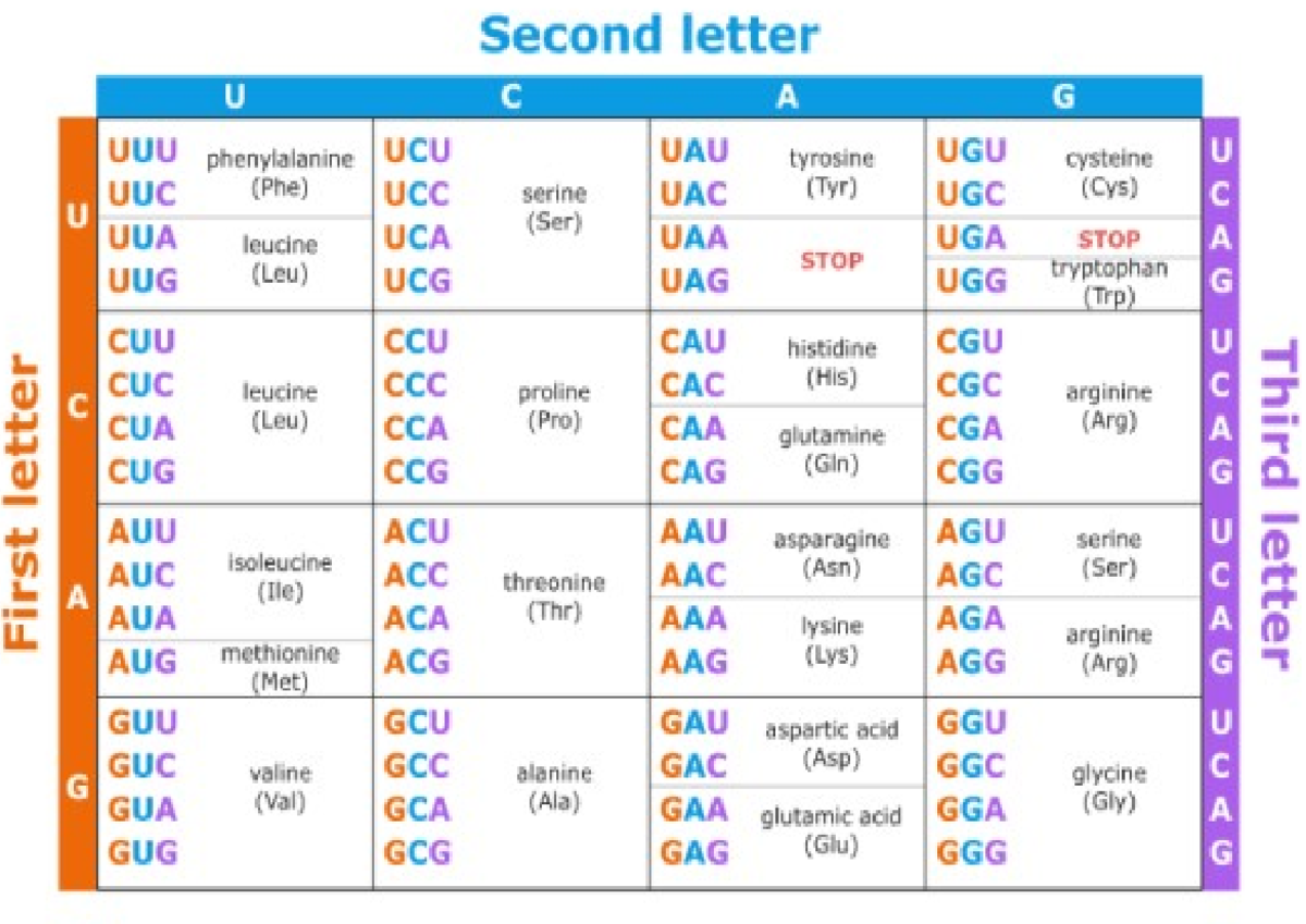 Codon - Second letter U C A G phenylalanine UCU UAU tyrosine UGU ...