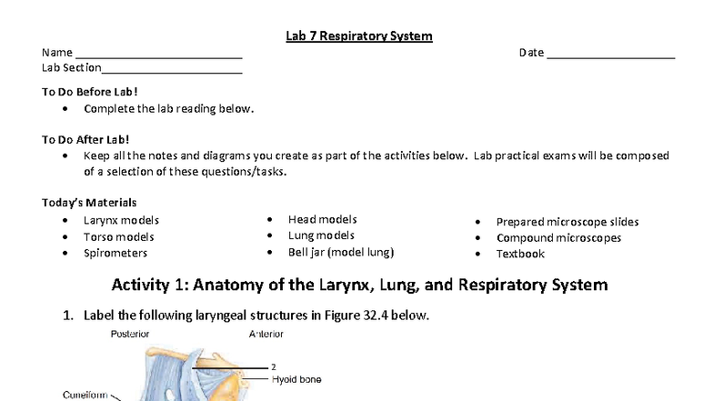Lab 7: Exploring the Anatomy and Function of the Respiratory System ...