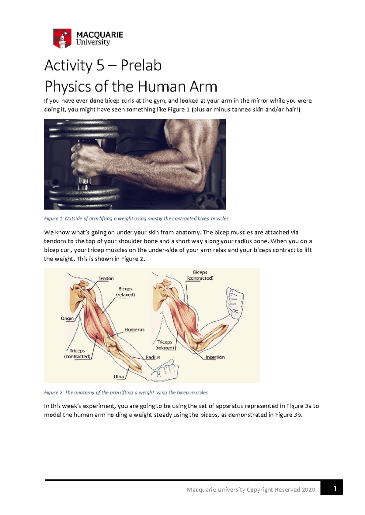 Activity 5 - Human Arm - Prelab 3-12-2020 - Activity 5 – Prelab Physics ...