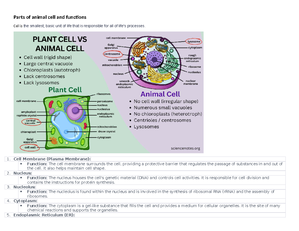 Animal And Plant Cell Diagram And Functions