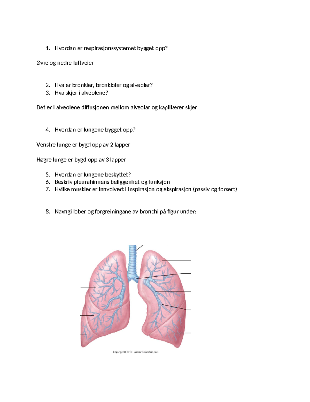 Oppgaver i respirasjonssystemet - Biologi 101 Notater - Studocu