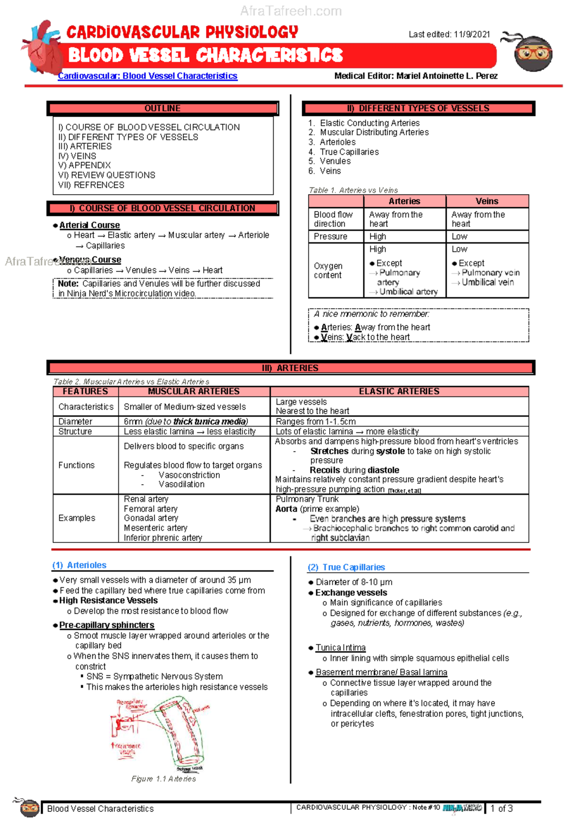 Blood Vessel Characteristics: Cardiovascular Physiology Notes - Studocu