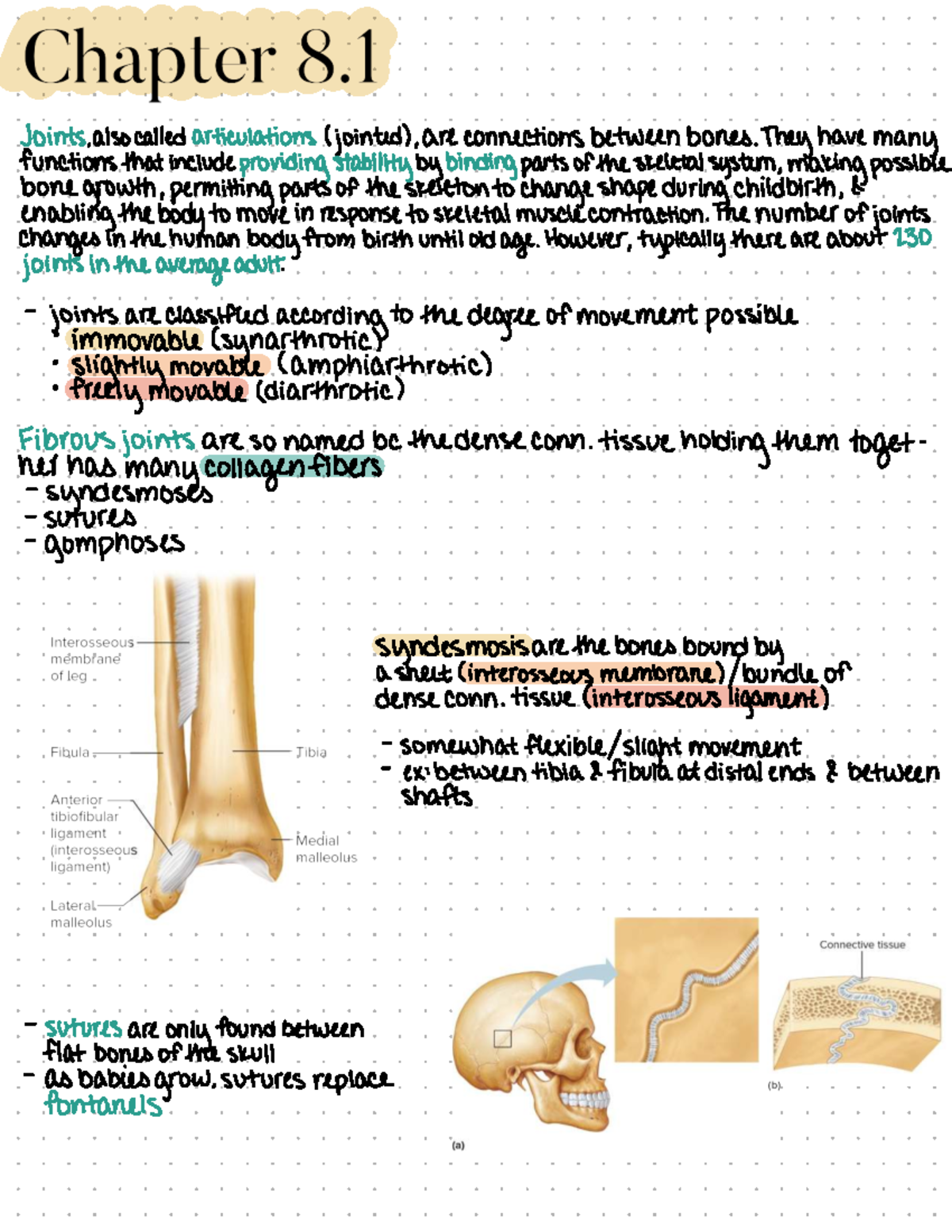Joints of the Skeletal System: Structure and Function Overview - Studocu