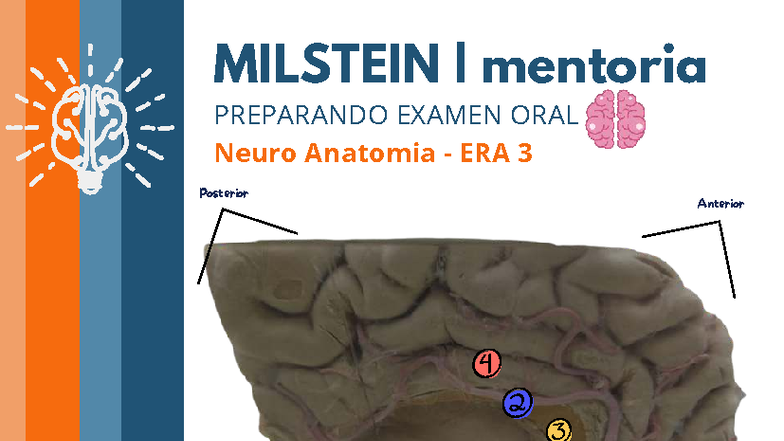 MILSTEIN mentoria PREPARANDO EXAMEN ORAL Neuroanatomía ERA 3 Atlas ...