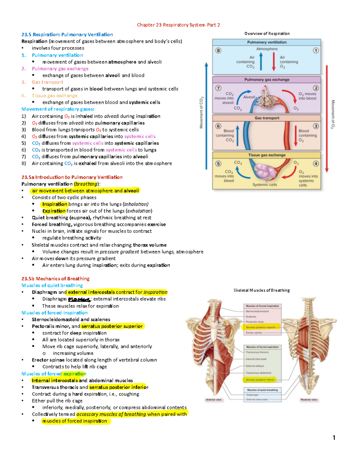Chapter 23: Respiratory System Part 2 - Studocu