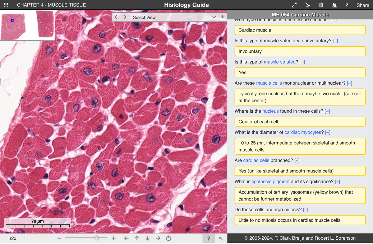 Histology Guide: CH 054 Cardiac Muscle Tissue Overview - Studocu