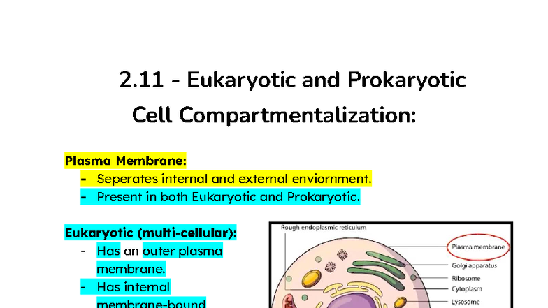 AP Bio Notes: 2.11 Eukaryotic vs Prokaryotic Cell Compartmentalization ...