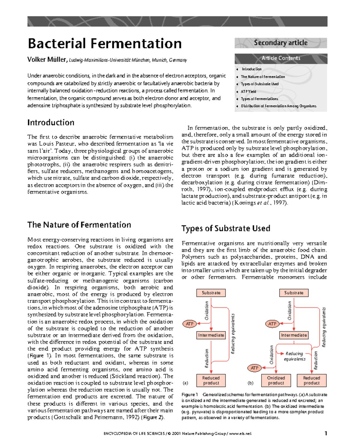 Bacterial Fermentation Overview Process Types And Atp Yield Bio 22